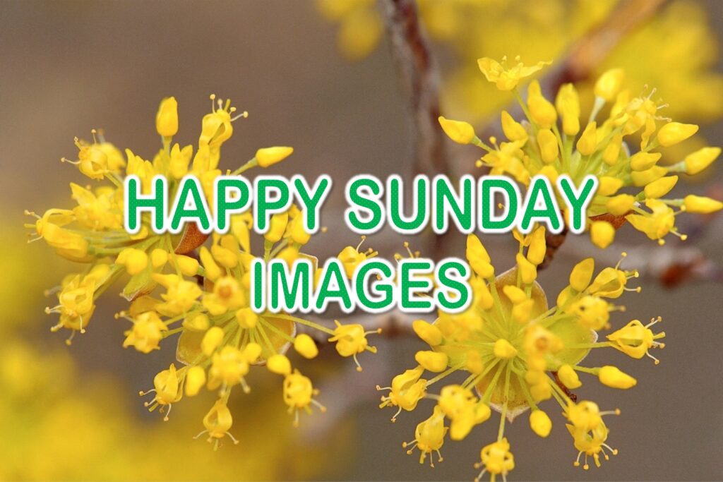 Happy Sunday Images | SuperbWishes